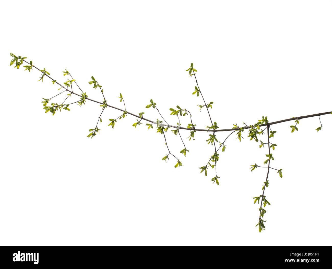 Spring branch with leaves isolated on white background Stock Photo - Alamy