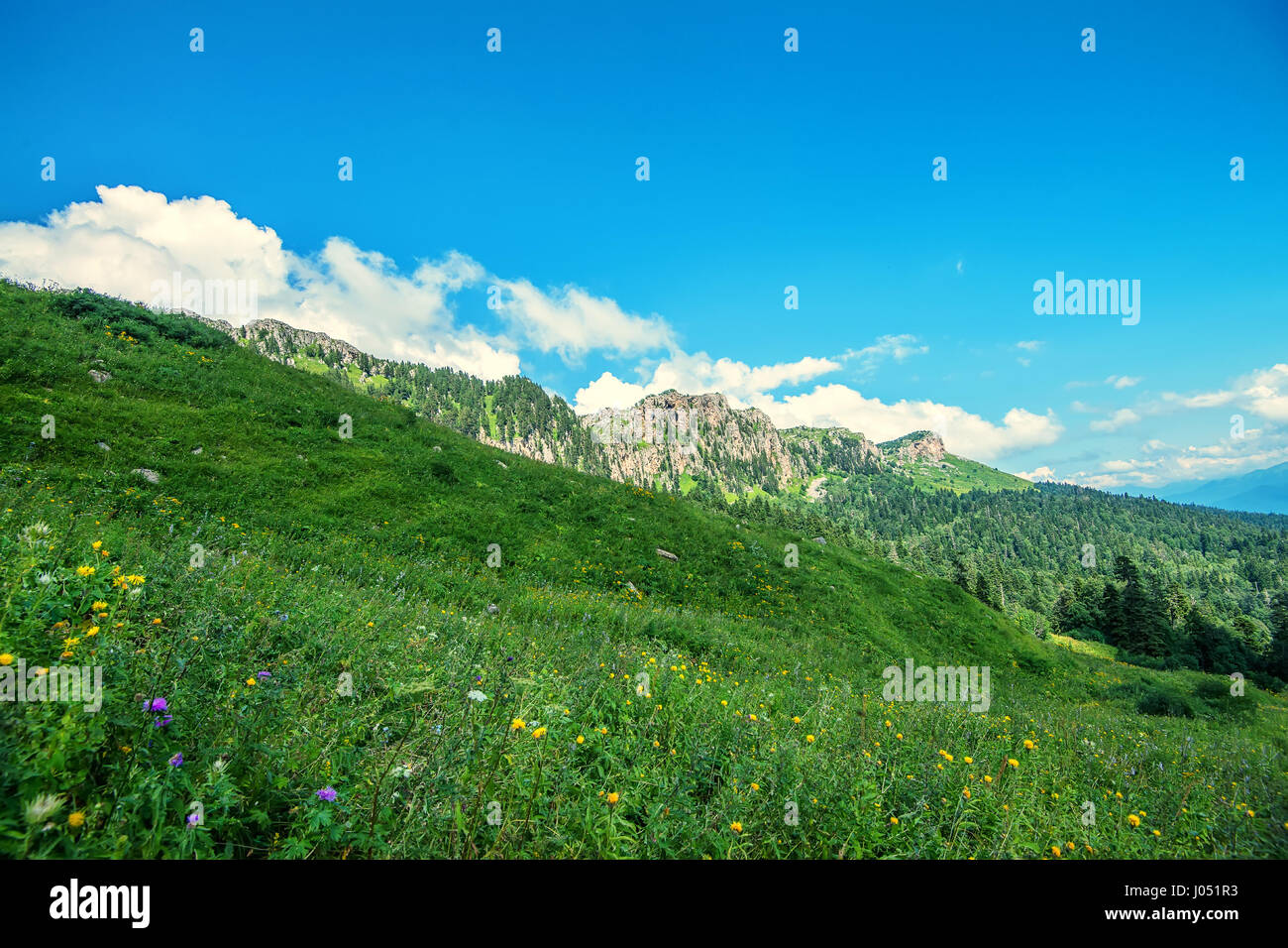 Landscape of mountain alpine meadow covered with wild flowers Stock ...