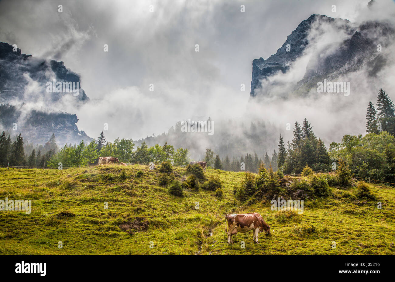 Swiss farm cows interlaken hi-res stock photography and images - Alamy