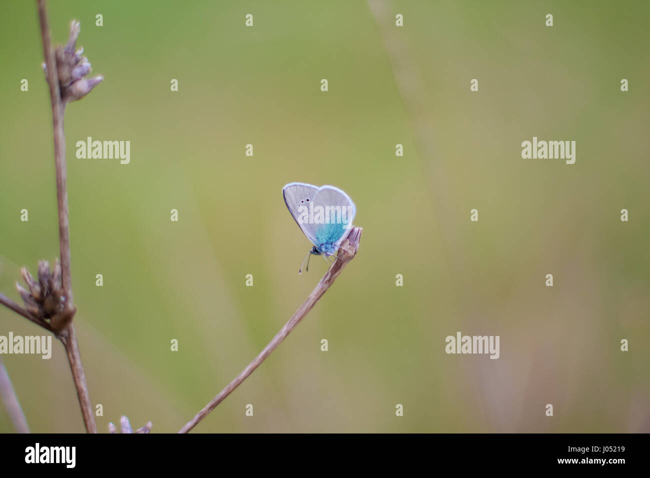 Holly blue butterfly with negative space hi-res stock photography and ...