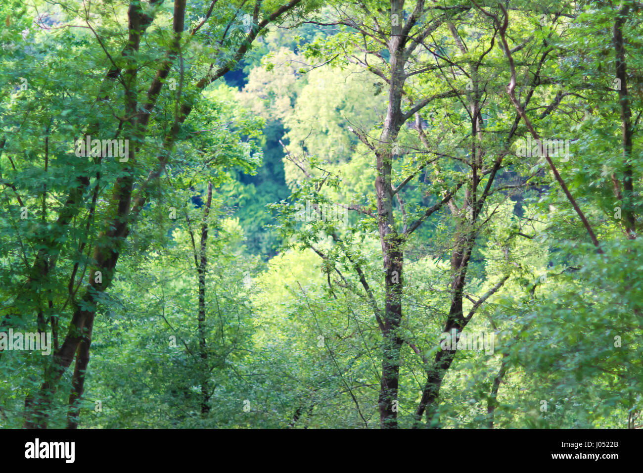 Rome forest hi-res stock photography and images - Alamy