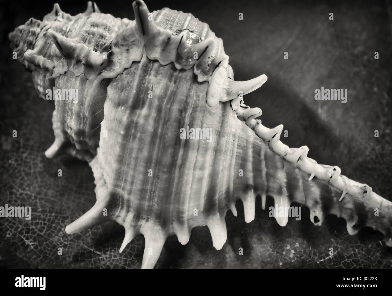 Still life of seashells Stock Photo - Alamy