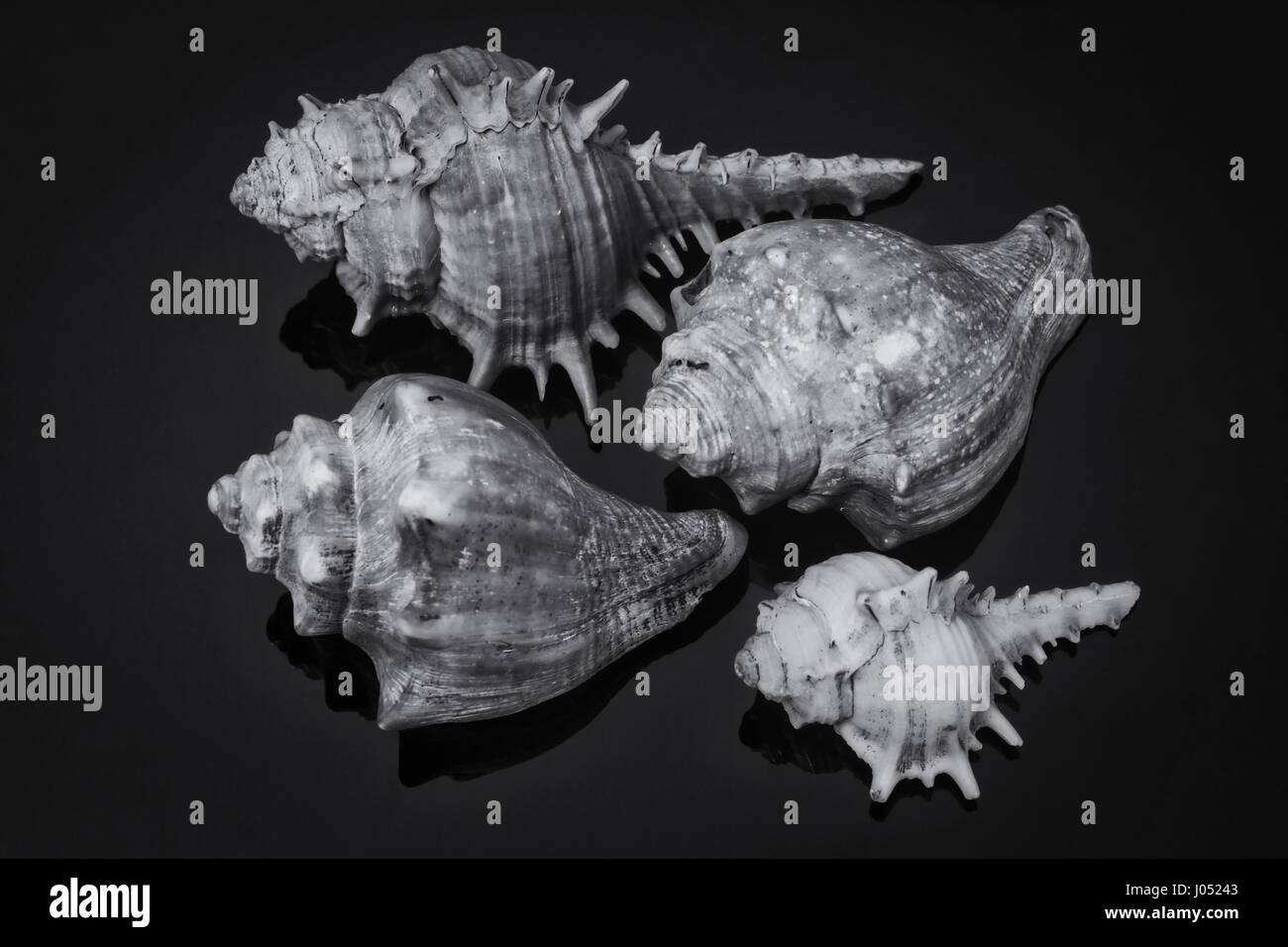 Still life of seashells Stock Photo - Alamy