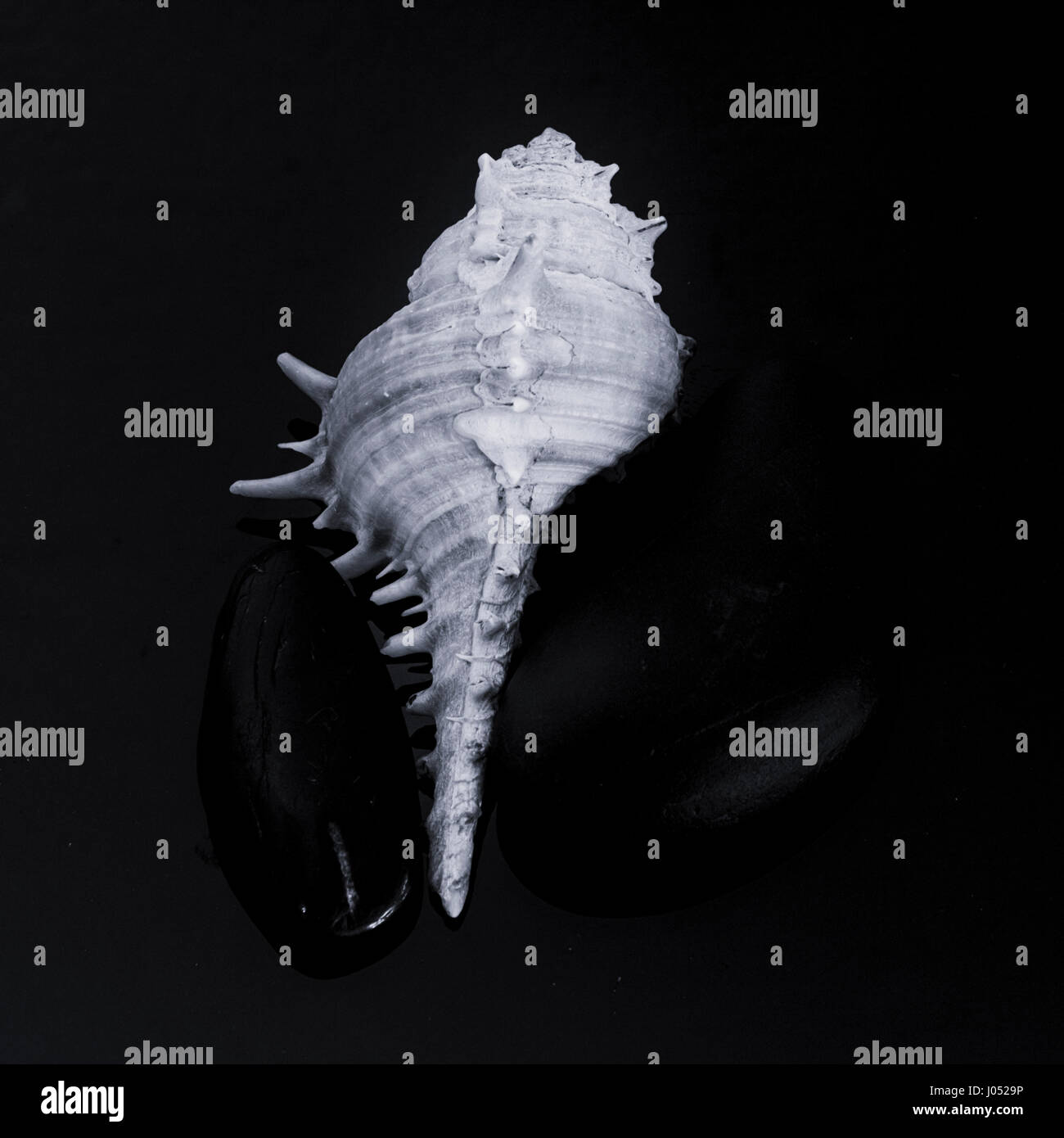 Still life seashell hi-res stock photography and images - Alamy