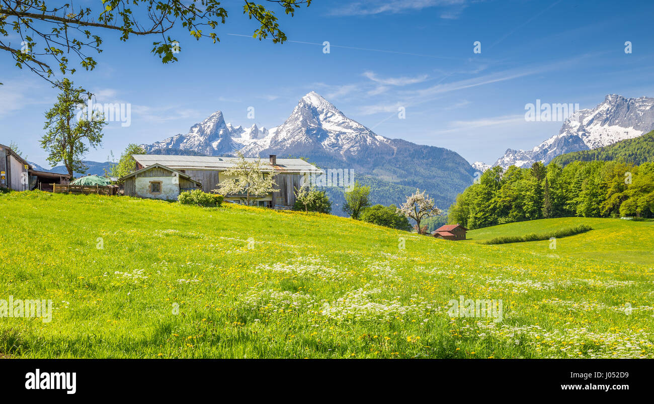Panoramic view of idyllic mountain scenery in the Alps with fresh green ...