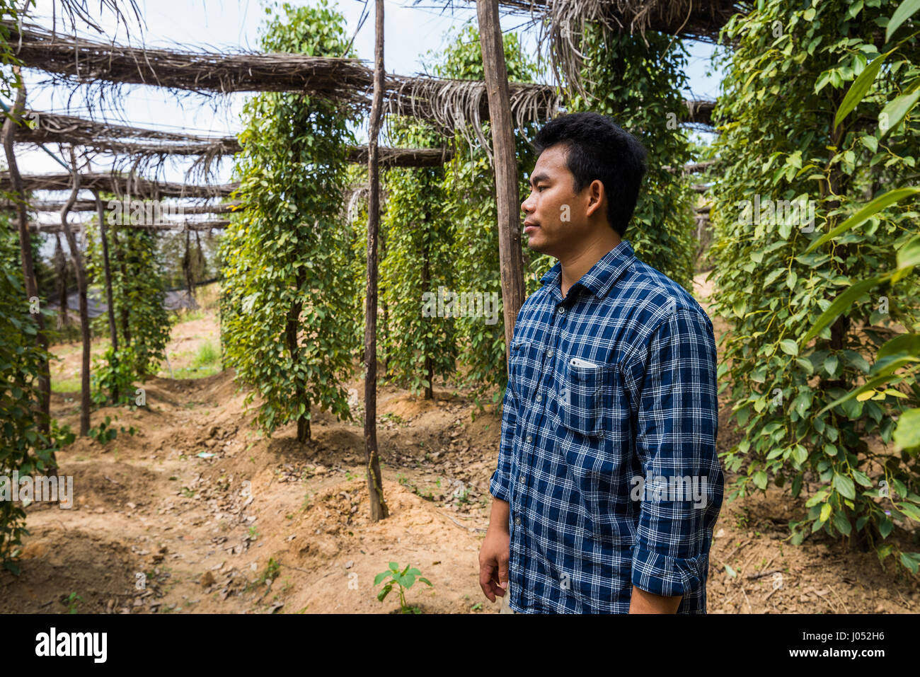 Pepper farm, Kampot, Cambodia, Asia Stock Photo - Alamy