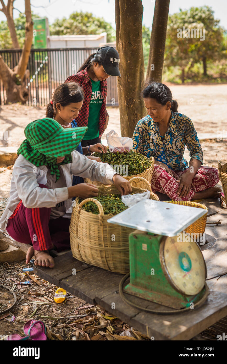Pepper farm, Kampot, Cambodia, Asia Stock Photo - Alamy