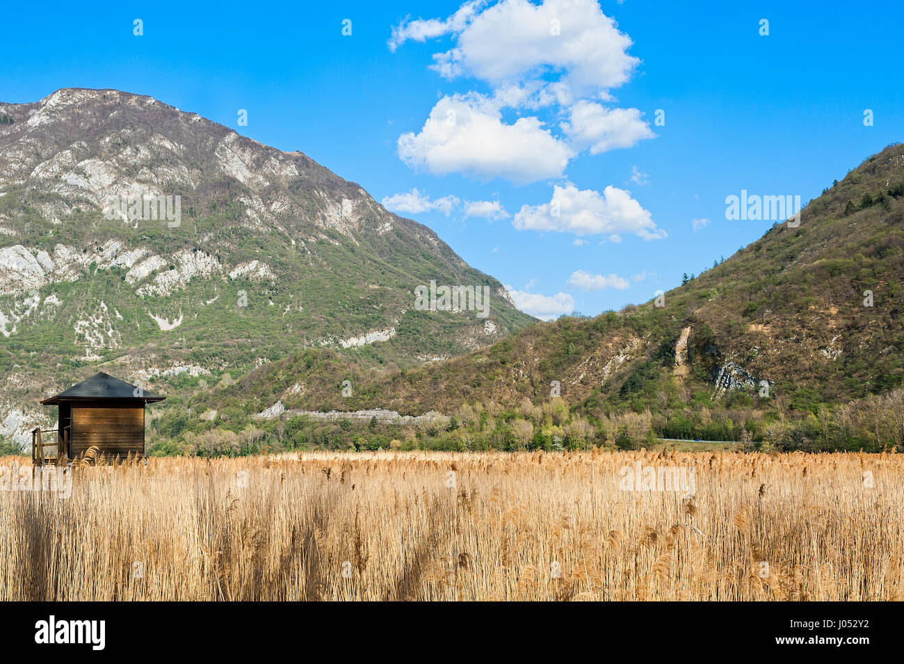 Raised shed hunting for ducks in the middle of a reeds. Tower of ...