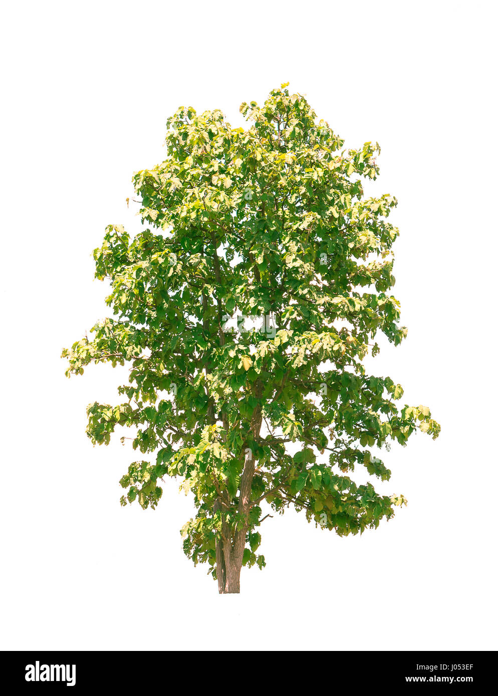 Isolated tree on white background Stock Photo - Alamy