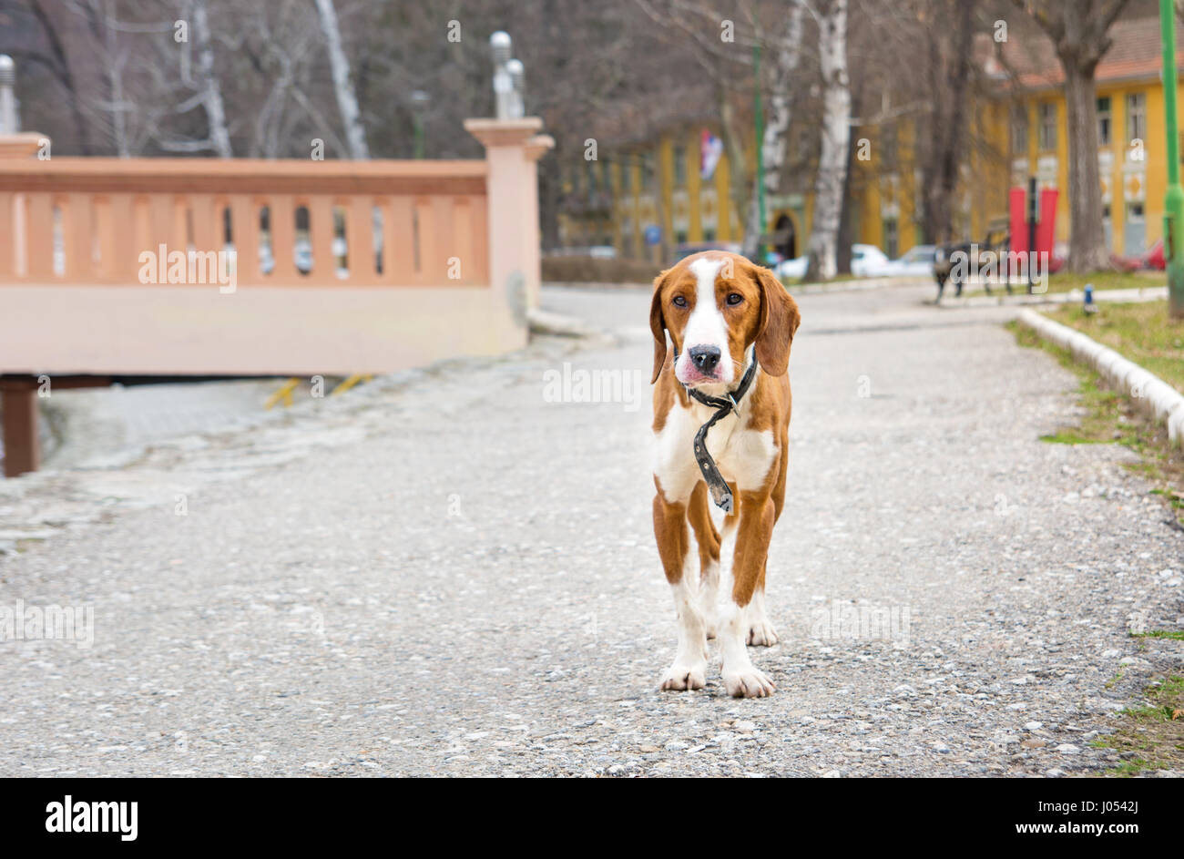 Sad beagle dog standing alone in the park Stock Photo - Alamy