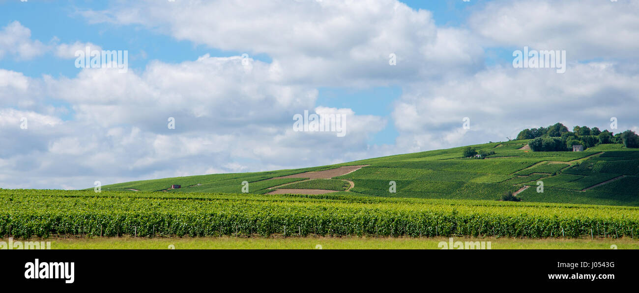 Vineyard landscape in France Stock Photo - Alamy