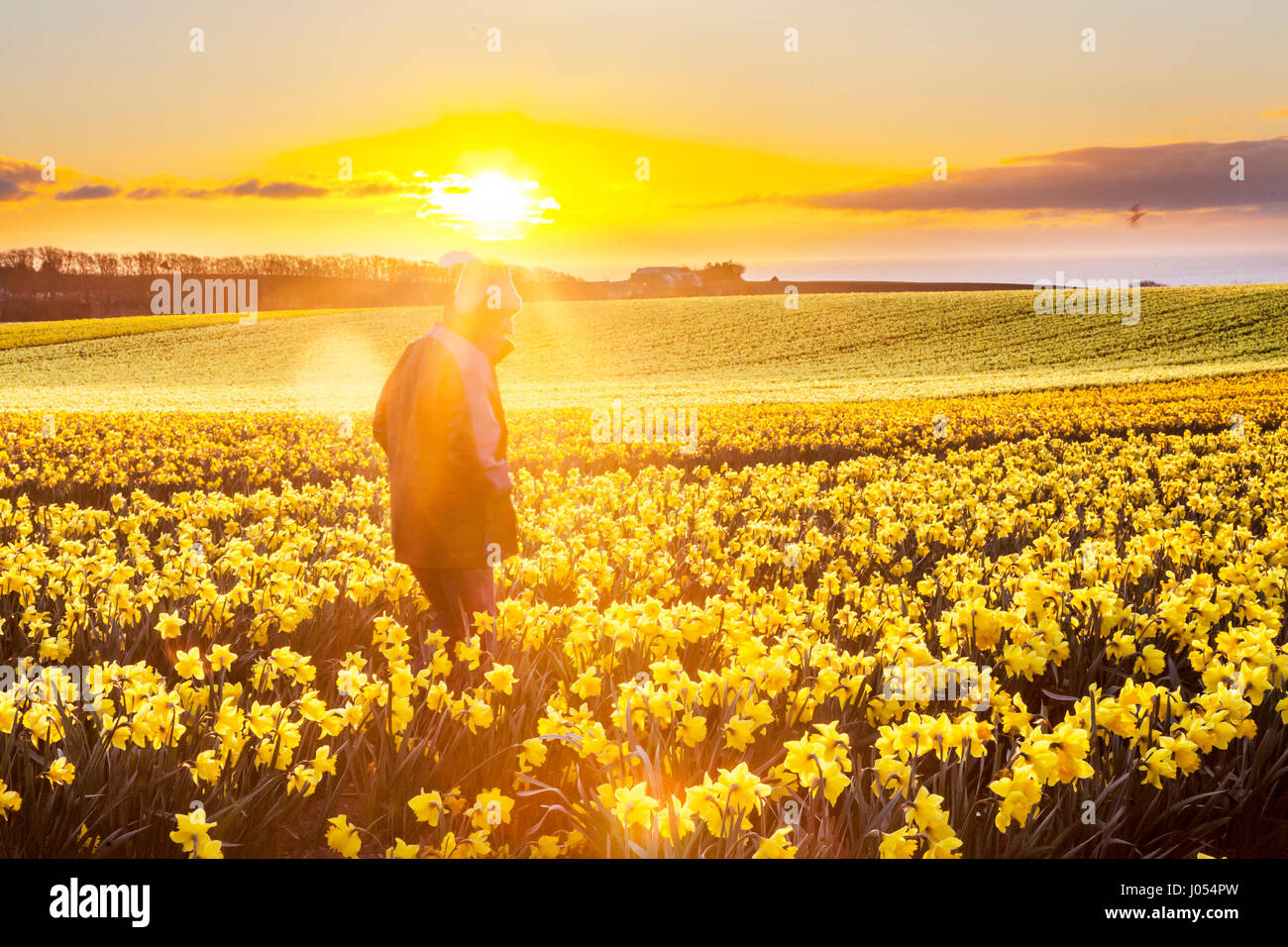 Fields of early spring daffodils in Kinneff, Aberdeenshire, UK. April ...