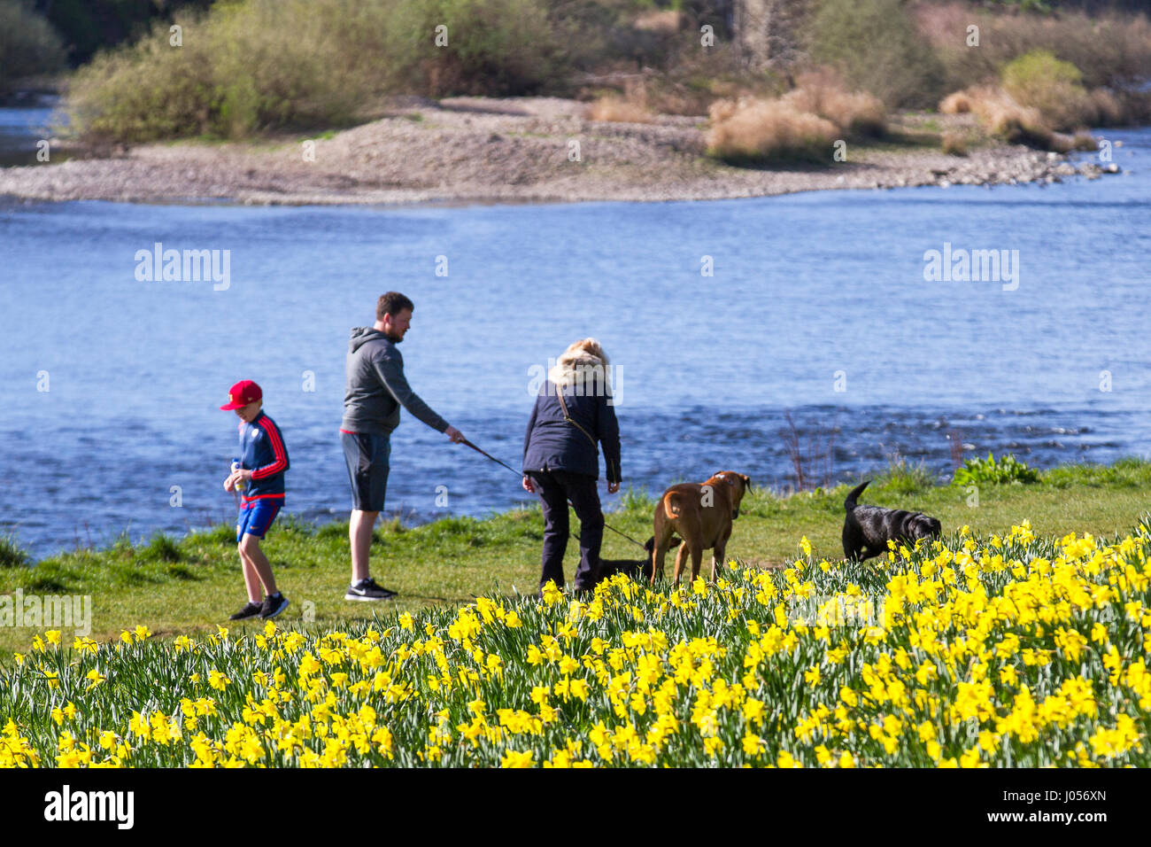 April Sunshine and spring daffodils at Riverside Park Aberdeen, as ...