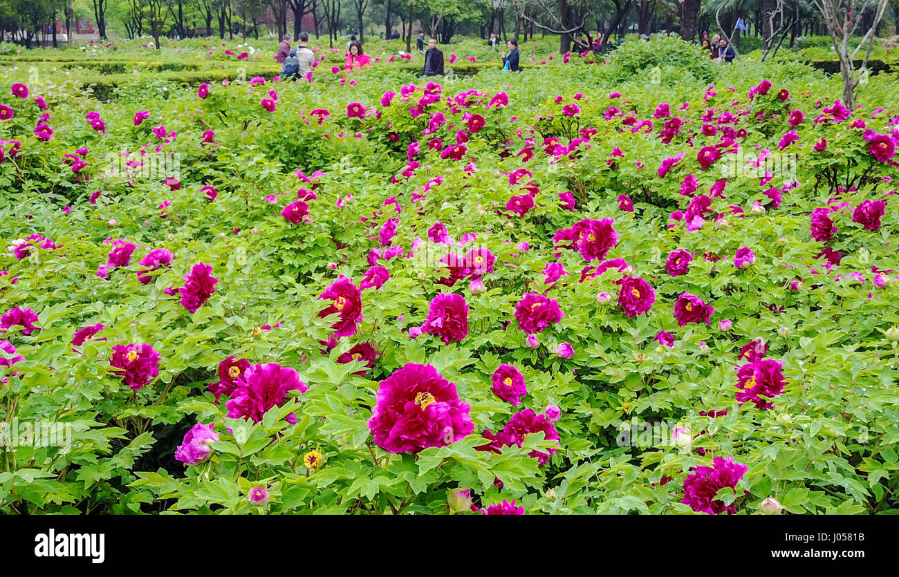 Luoyang peonies hi-res stock photography and images - Alamy
