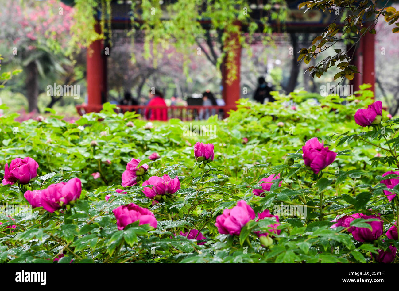 Luoyang peonies hi-res stock photography and images - Alamy