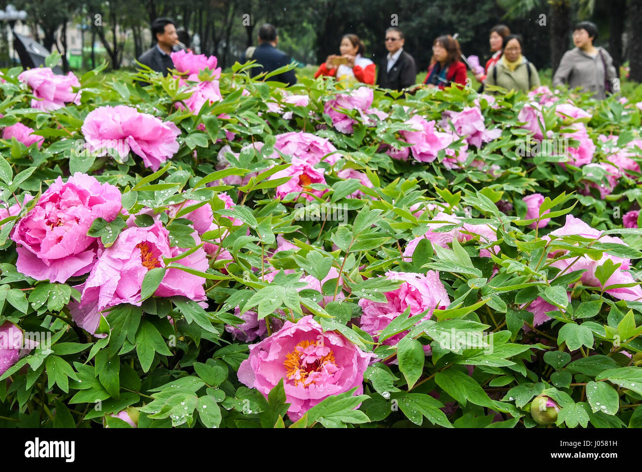 Luoyang peonies hi-res stock photography and images - Alamy