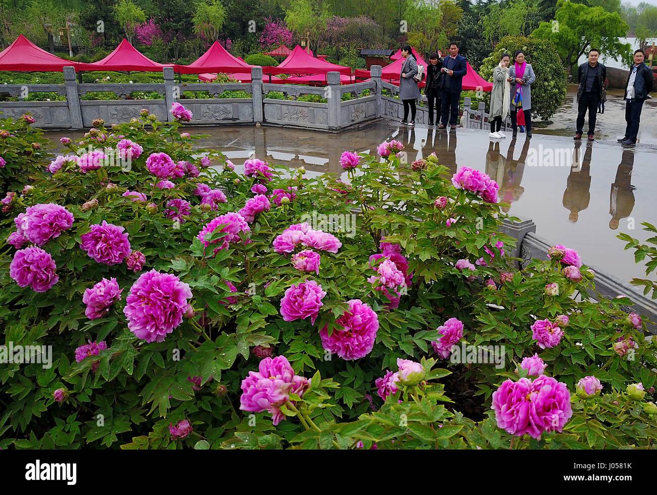 Luoyang peonies hi-res stock photography and images - Alamy