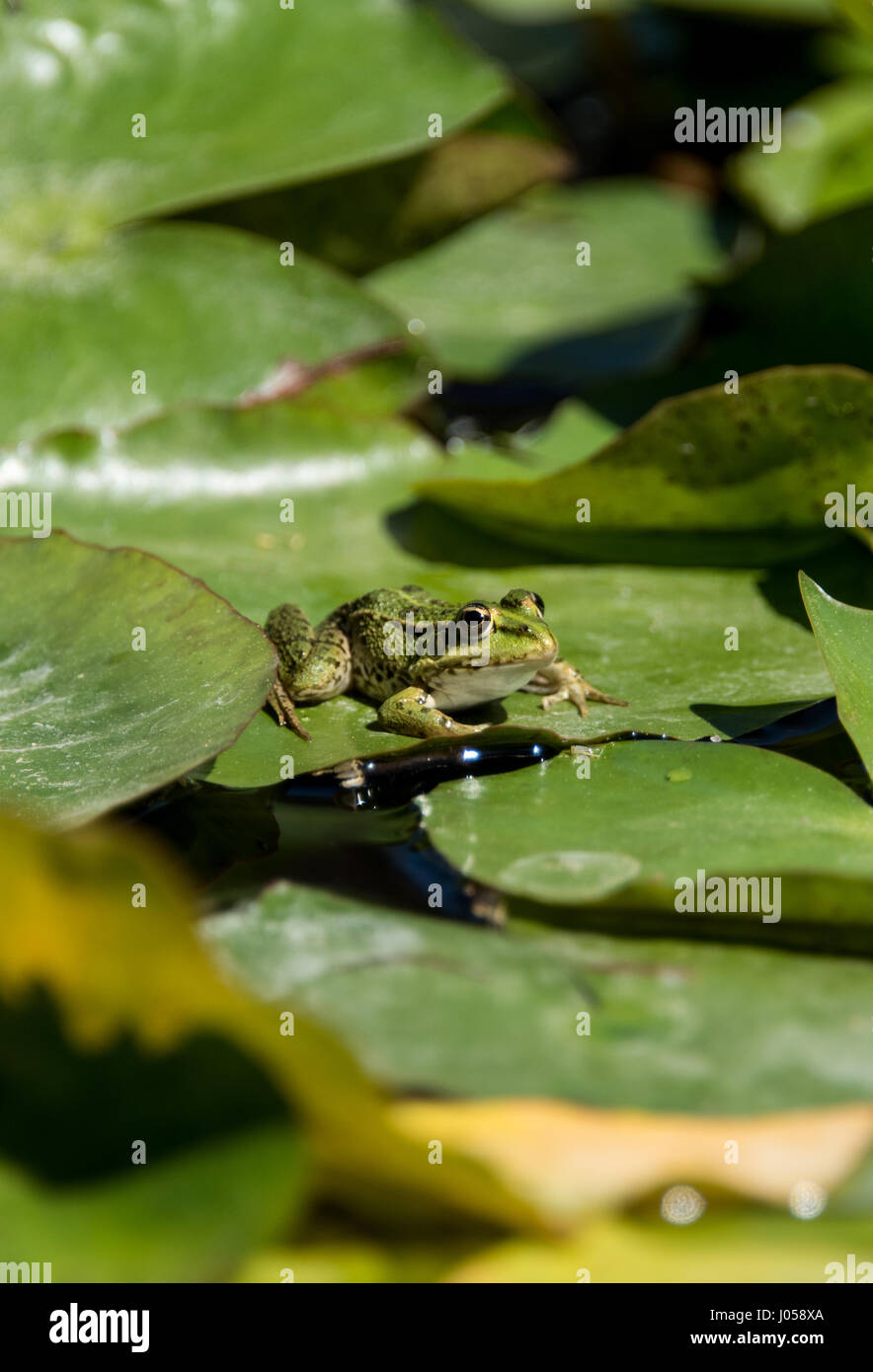 Freiburg, Germany. 10th Apr, 2017. A frog sits on the leaf of a sea ...