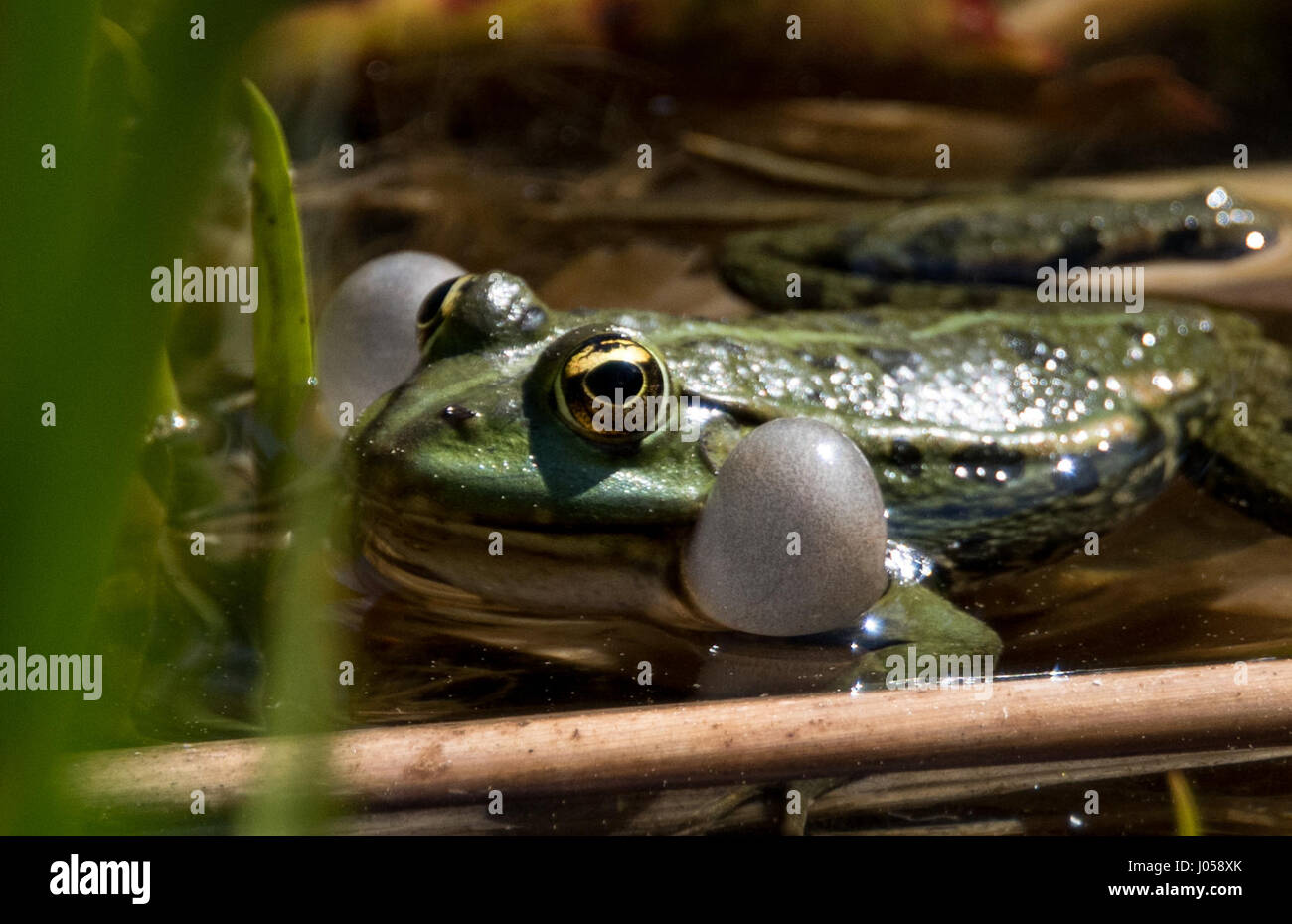 Freiburg, Germany. 10th Apr, 2017. A frog sits on the leaf of a sea ...