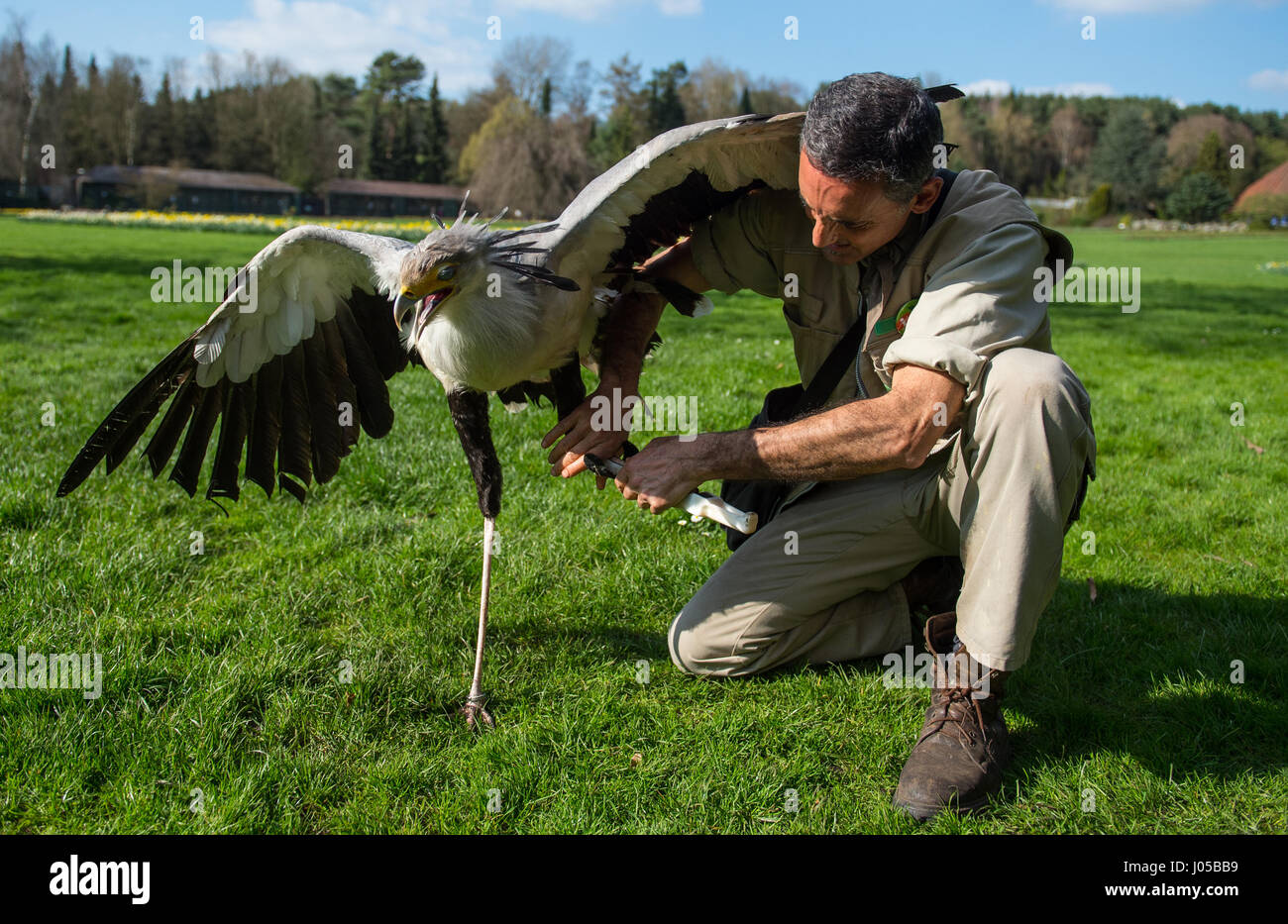 Keeper German Alonso presents a leg prothesis for the bird of prey ...