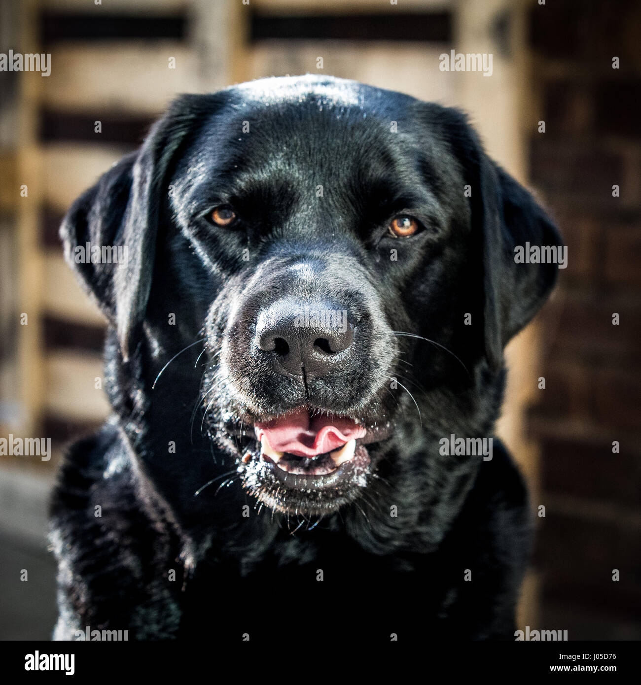 A black Labrador Retriever dog with his mouth open Stock Photo - Alamy