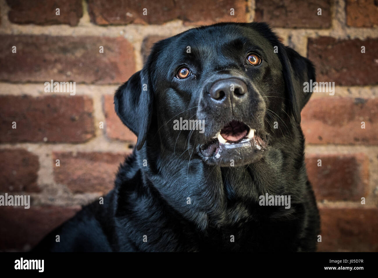 A black Labrador Retriever dog Stock Photo - Alamy