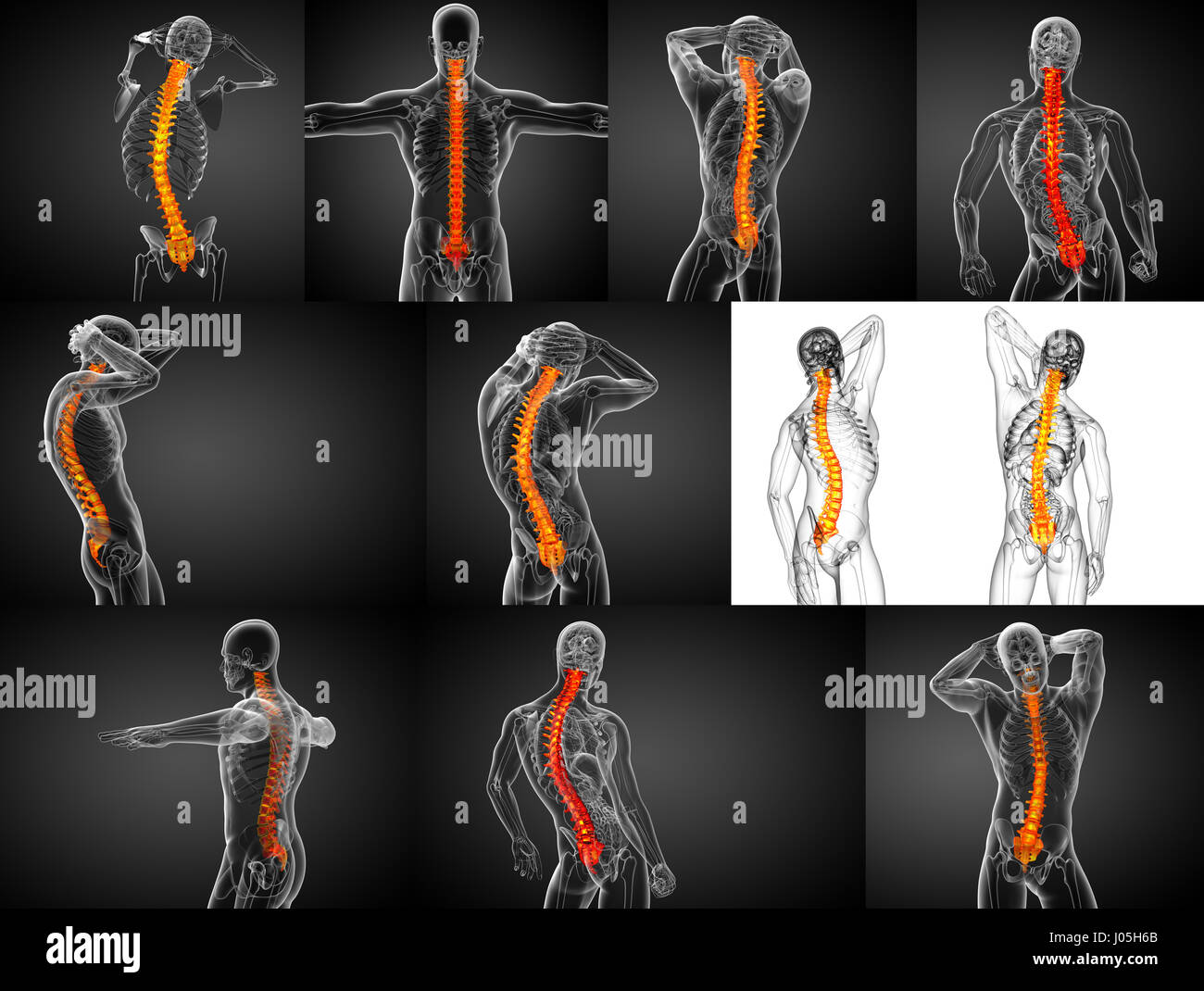 3d rendering medical illustration of the human spine Stock Photo - Alamy