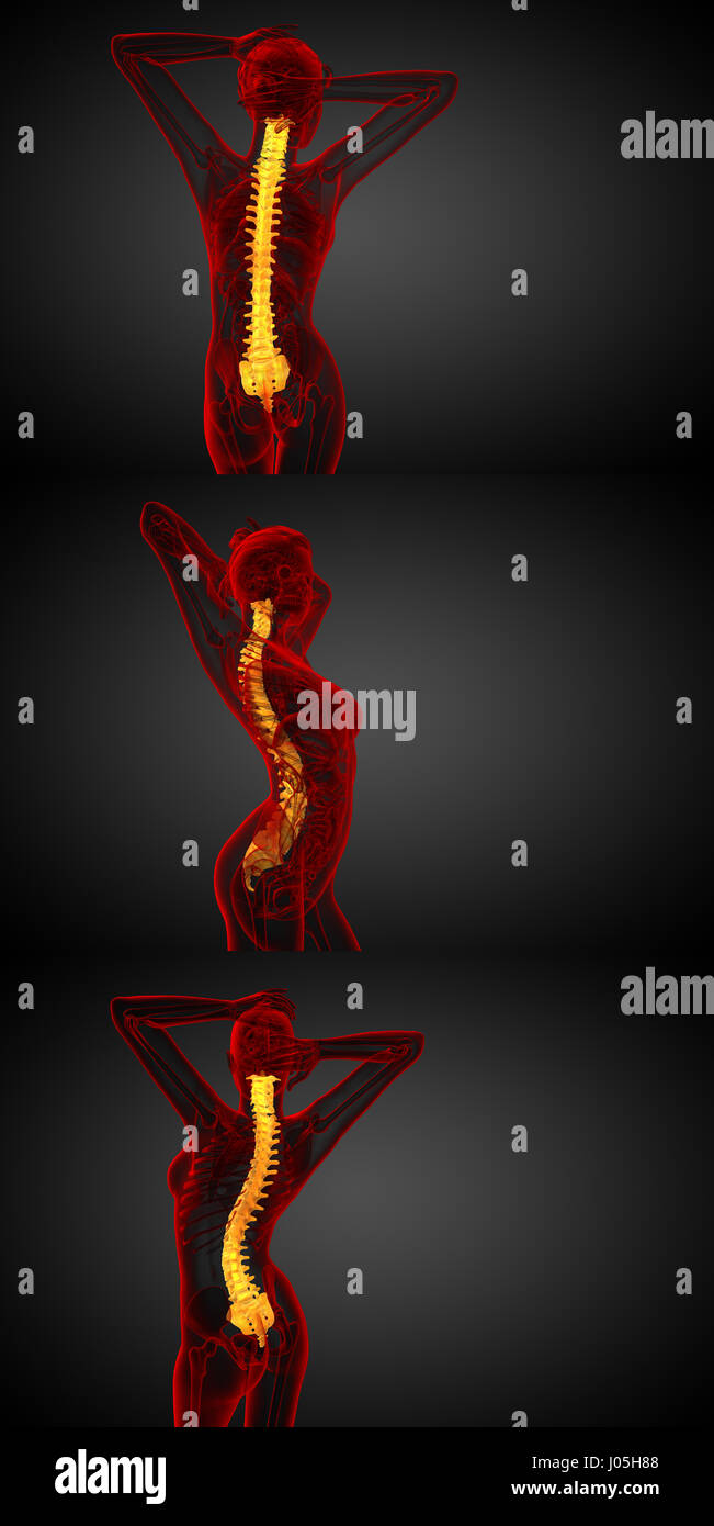3d rendering medical illustration of the human spine Stock Photo - Alamy