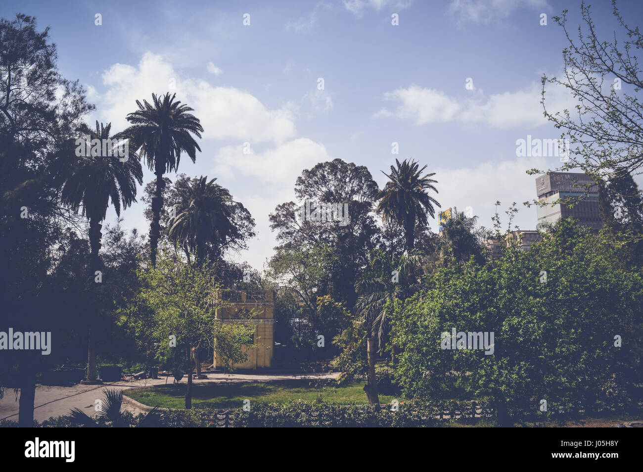 cairo, egypt, march 11, 2017: high trees and palms in fish garden Stock ...