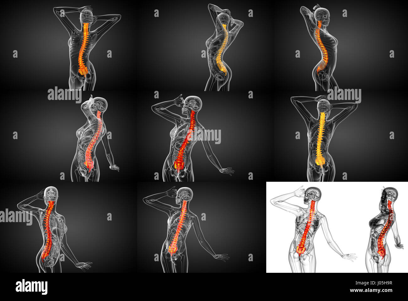 3d rendering medical illustration of the human spine Stock Photo - Alamy