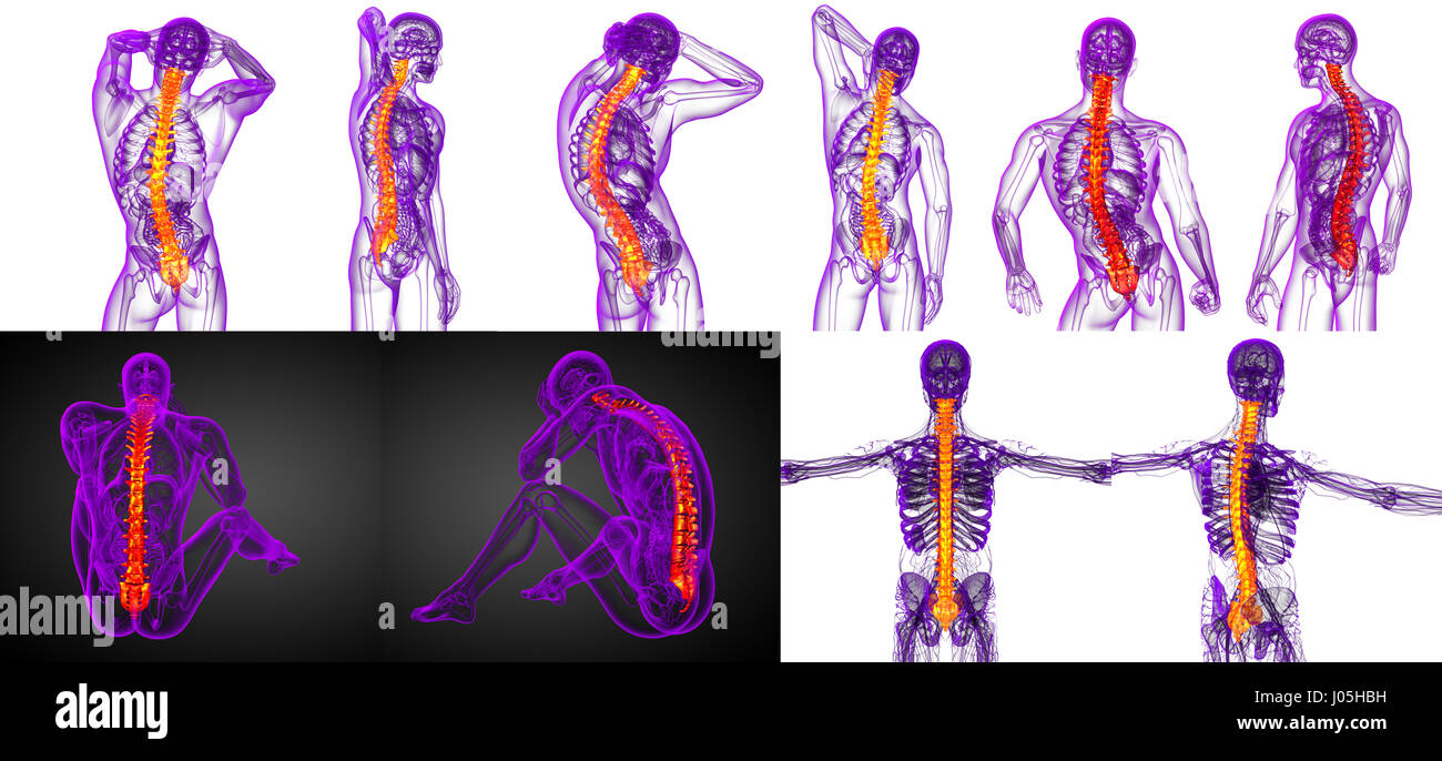 3d rendering medical illustration of the human spine Stock Photo - Alamy