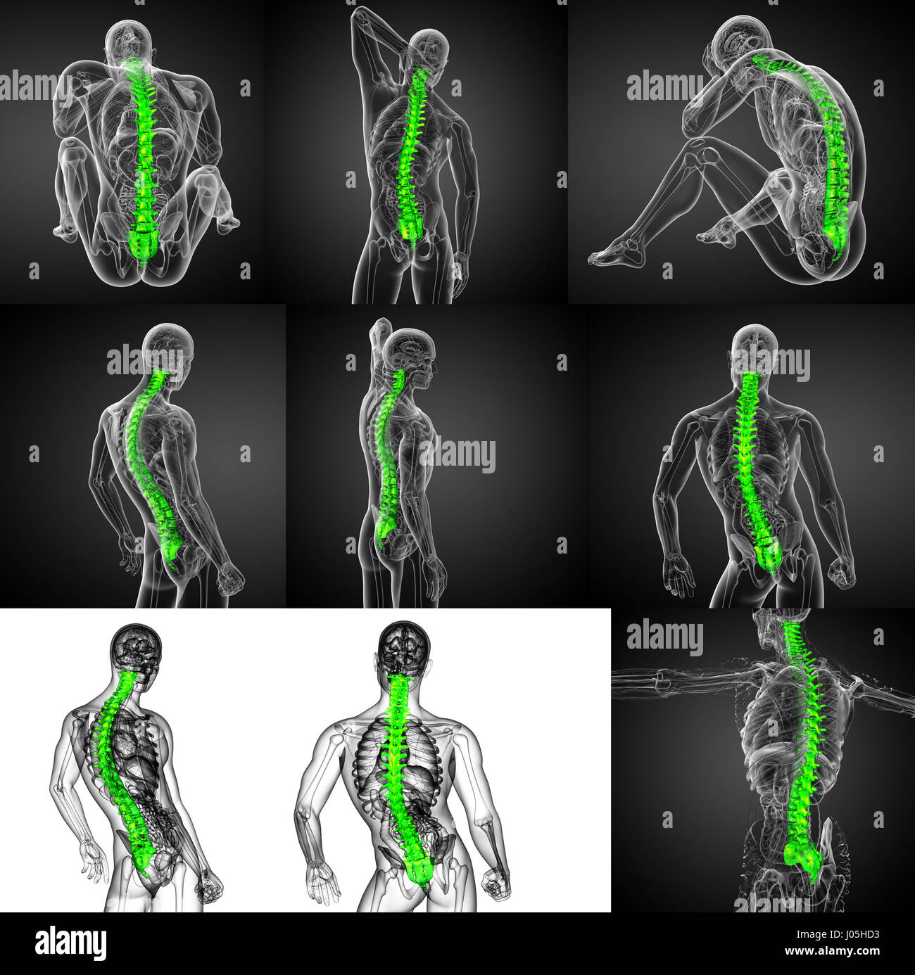 3d rendering medical illustration of the human spine Stock Photo - Alamy