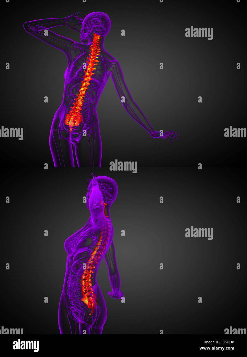 3d rendering medical illustration of the human spine Stock Photo - Alamy