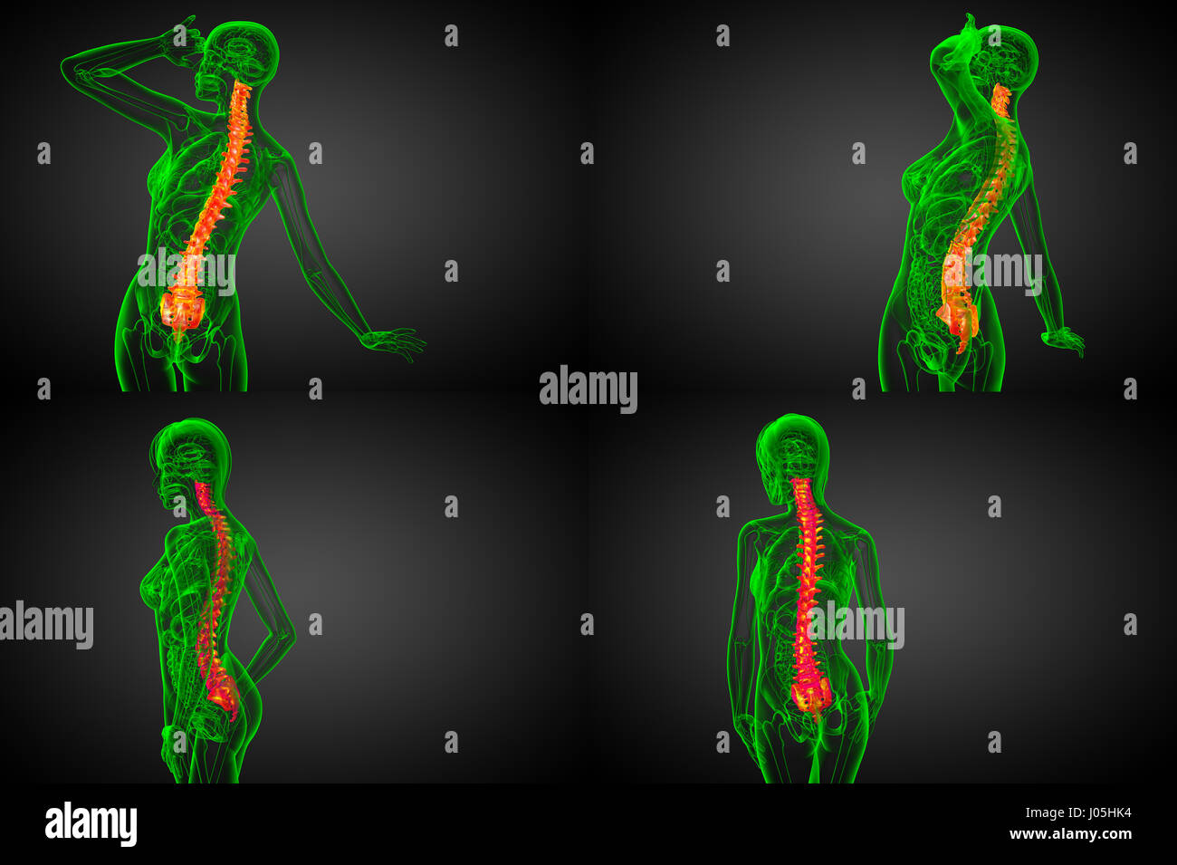 3d rendering medical illustration of the human spine Stock Photo - Alamy