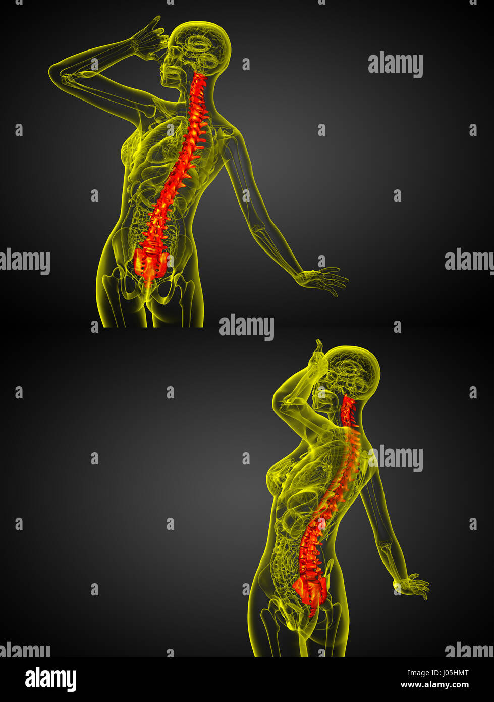 3d rendering medical illustration of the human spine Stock Photo - Alamy