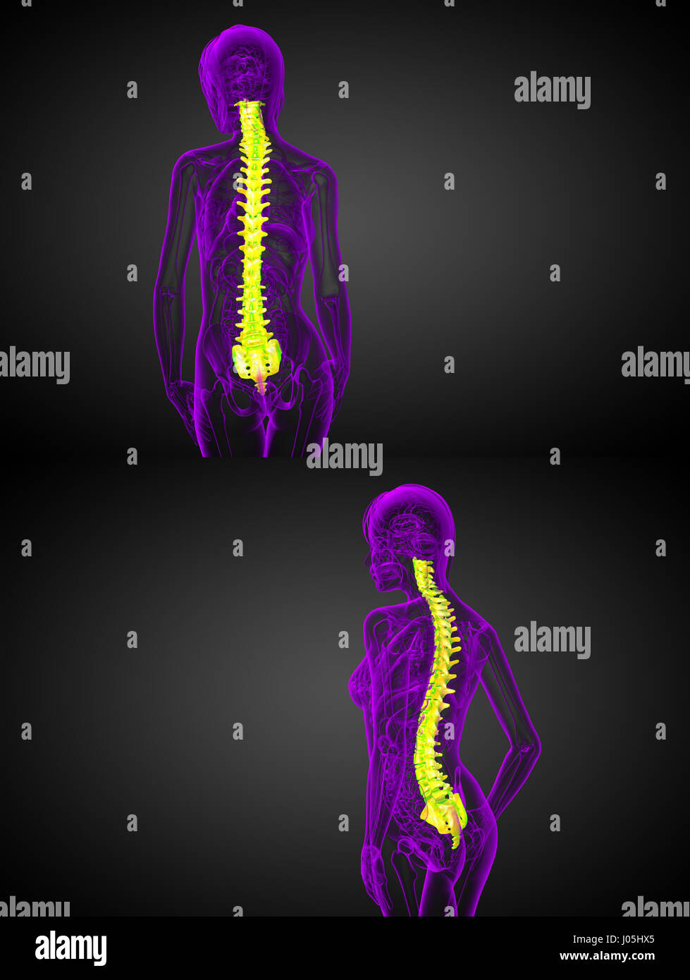 3d rendering medical illustration of the human spine Stock Photo - Alamy