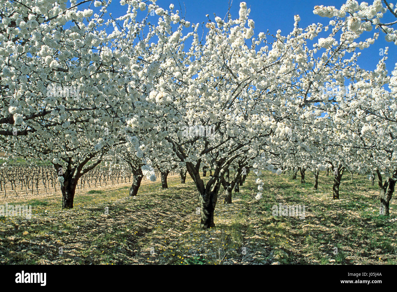 Sweet Cherry flower Stock Photo - Alamy