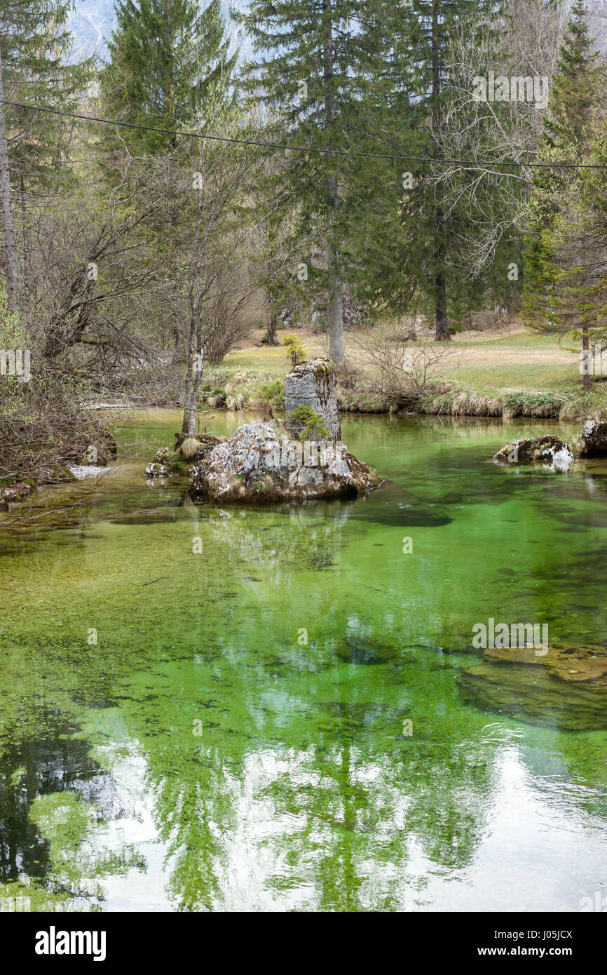 spring green forest landscape lake and fir trees Stock Photo - Alamy