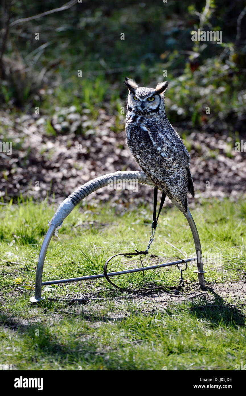 Espace Rambouillet Wildlife Park Stock Photo - Alamy