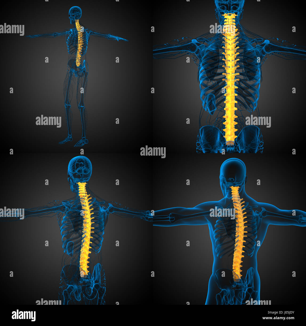 3d rendering medical illustration of the human spine Stock Photo - Alamy