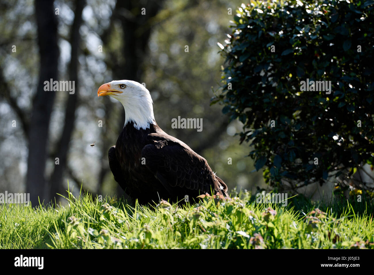 Espace Rambouillet Wildlife Park Stock Photo - Alamy