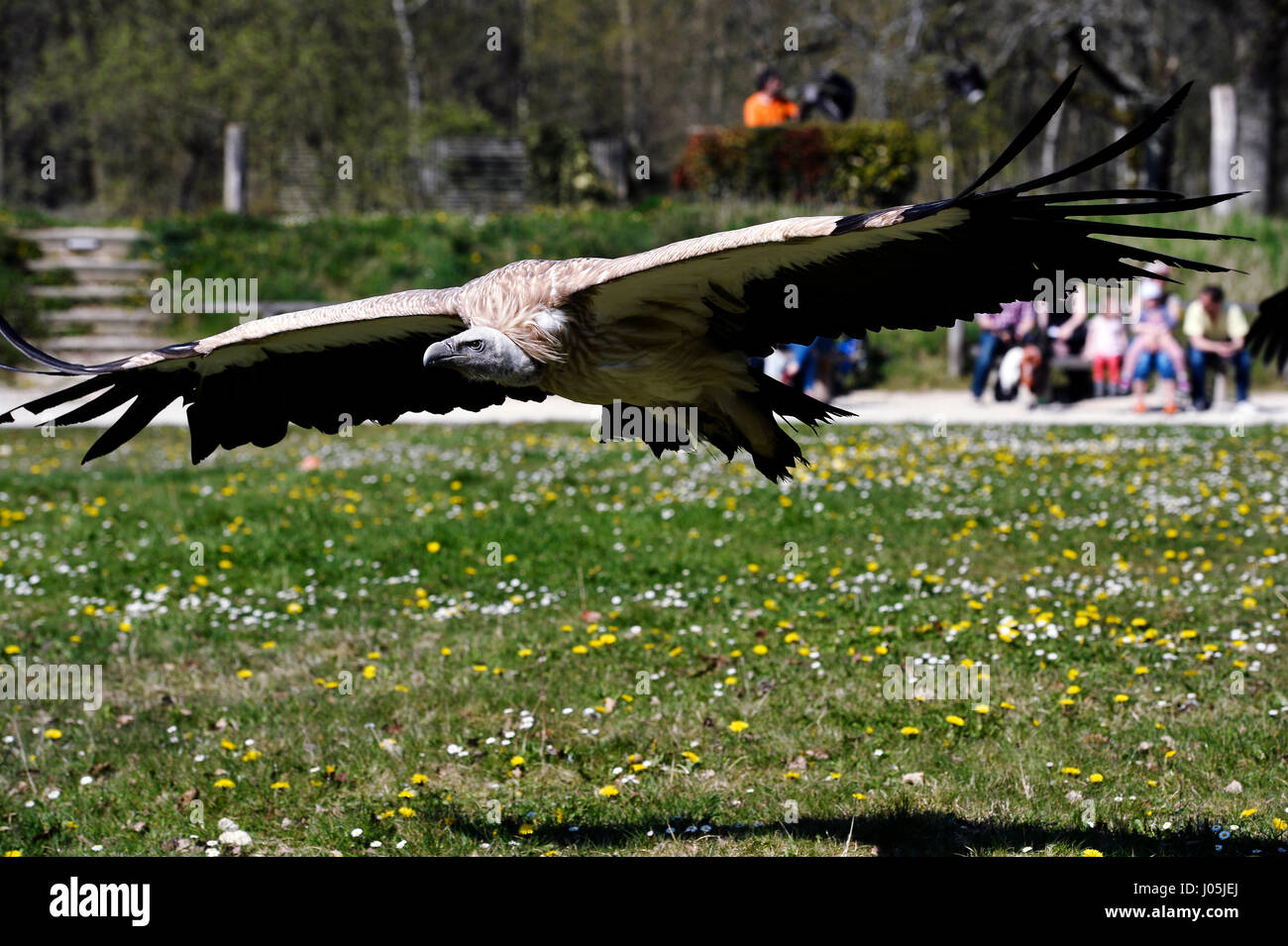 Espace Rambouillet Wildlife Park Stock Photo - Alamy