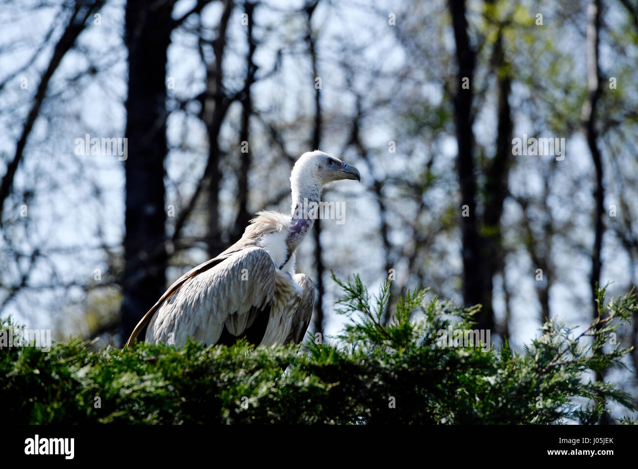 Espace Rambouillet Wildlife Park Stock Photo - Alamy