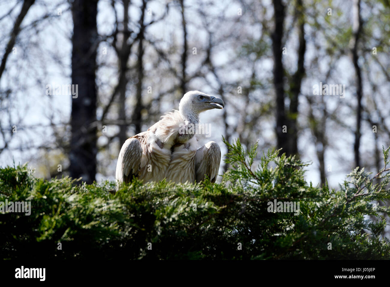 Espace Rambouillet Wildlife Park Stock Photo - Alamy