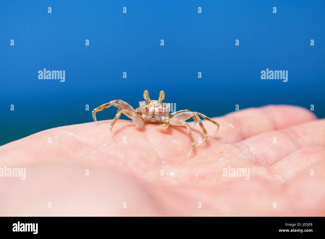 Little crab on human hand against blue sky and green ocean Stock Photo ...