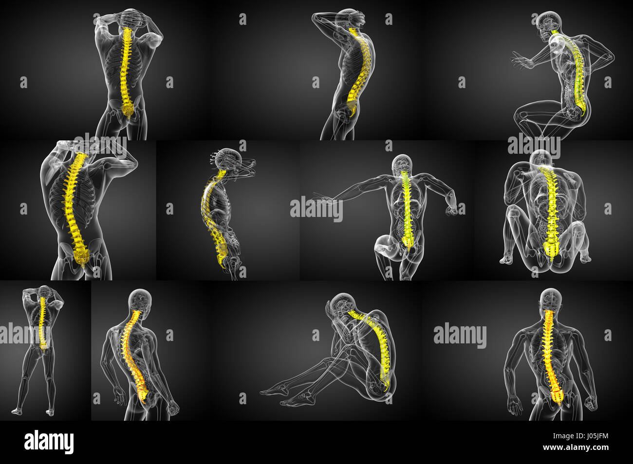 3d rendering medical illustration of the human spine Stock Photo - Alamy