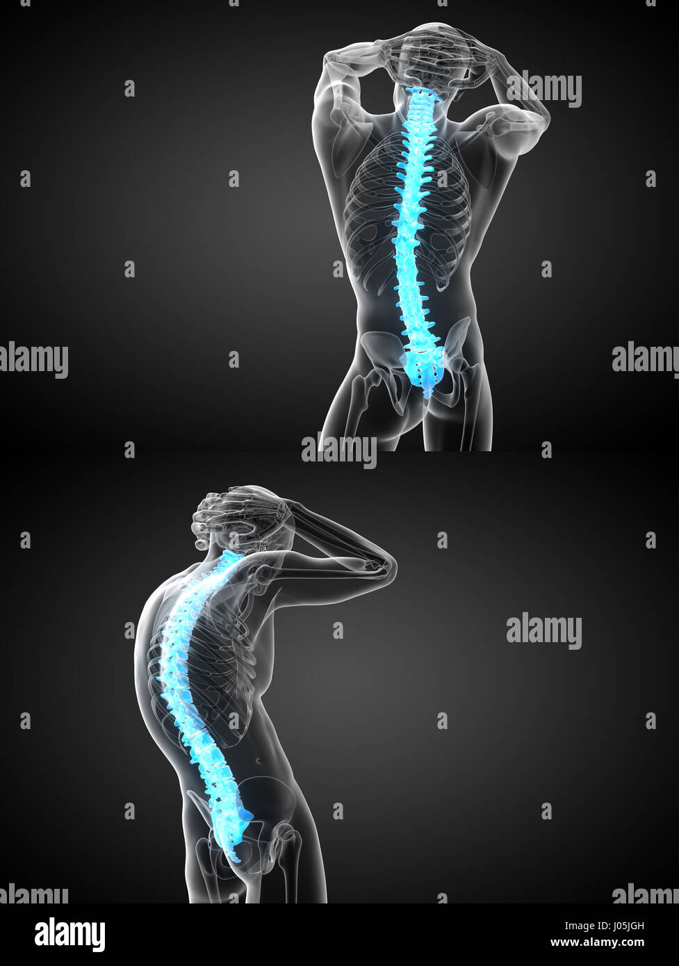 3d rendering medical illustration of the human spine Stock Photo - Alamy