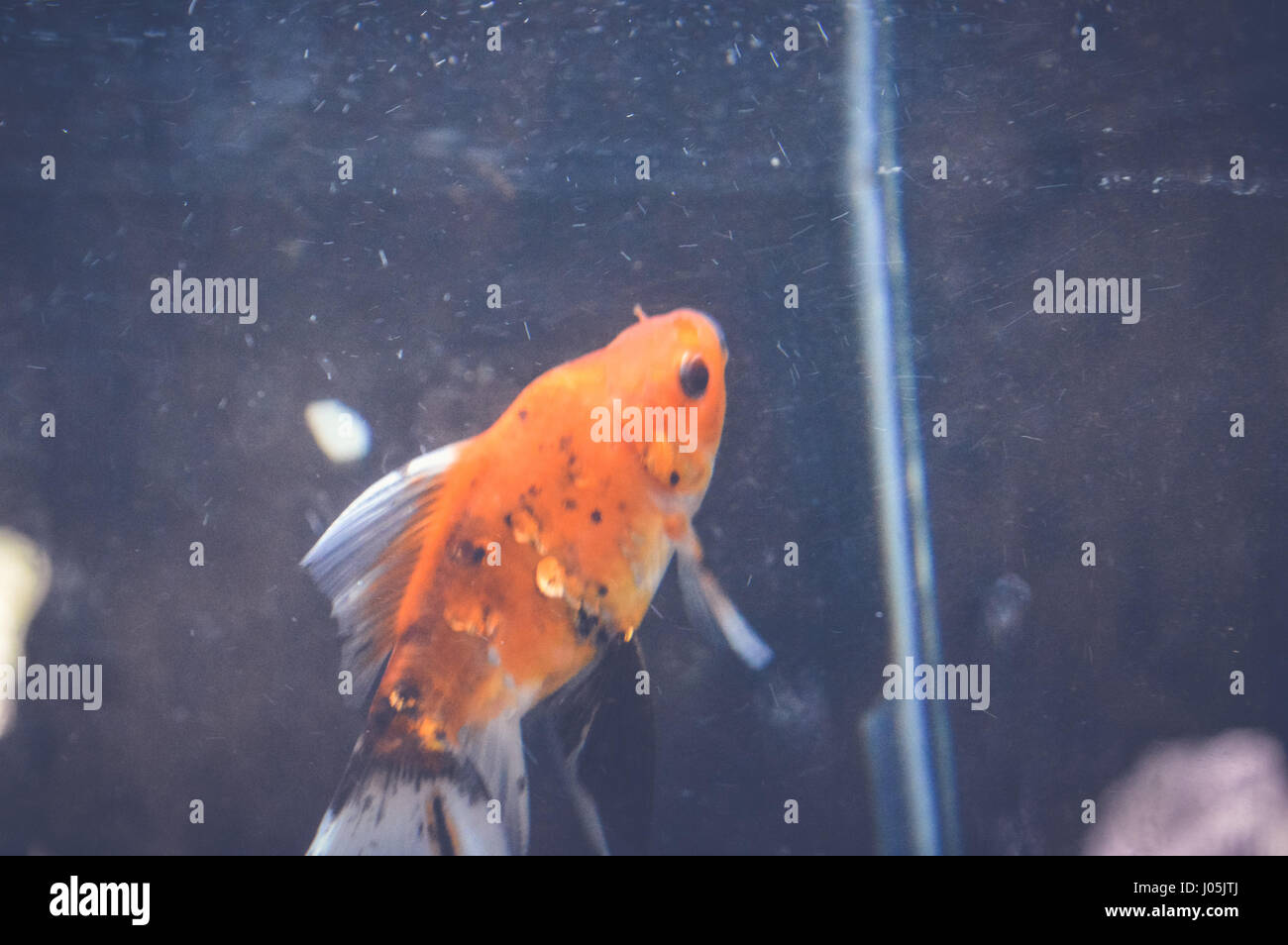 orange fish inside fishbowl background Stock Photo - Alamy