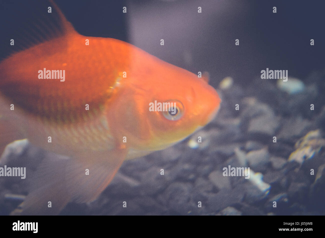 orange fish inside fishbowl background Stock Photo - Alamy