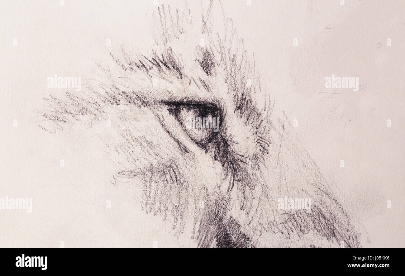 Lion Eye Drawing